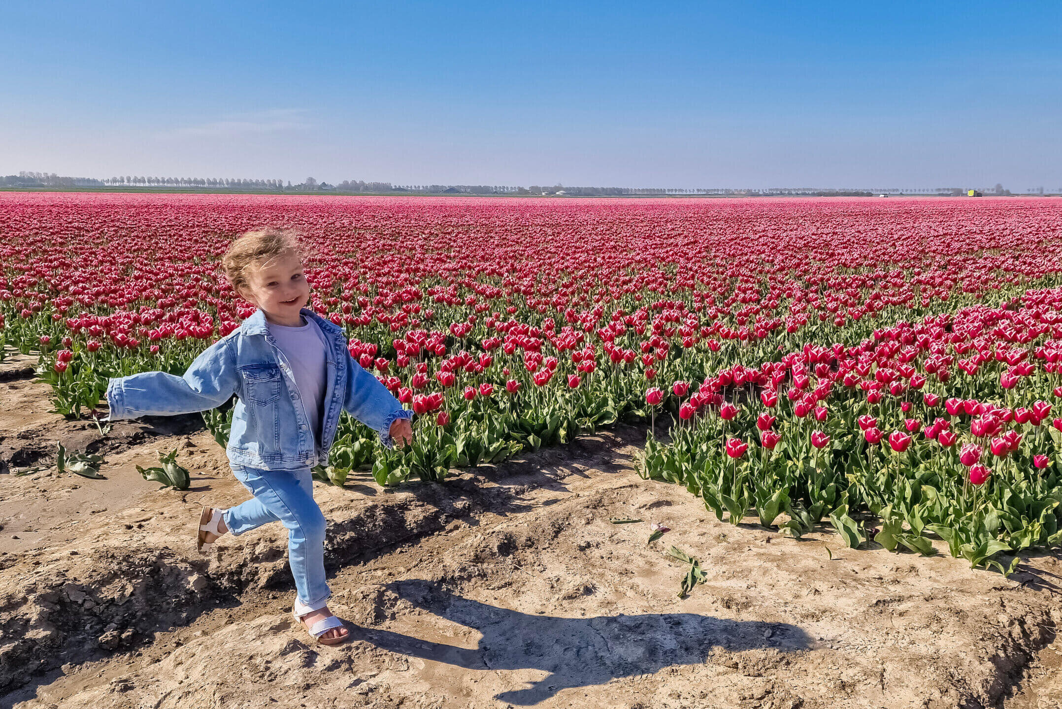 De mooiste tulpen velden van Nederland - travelwithkids.net