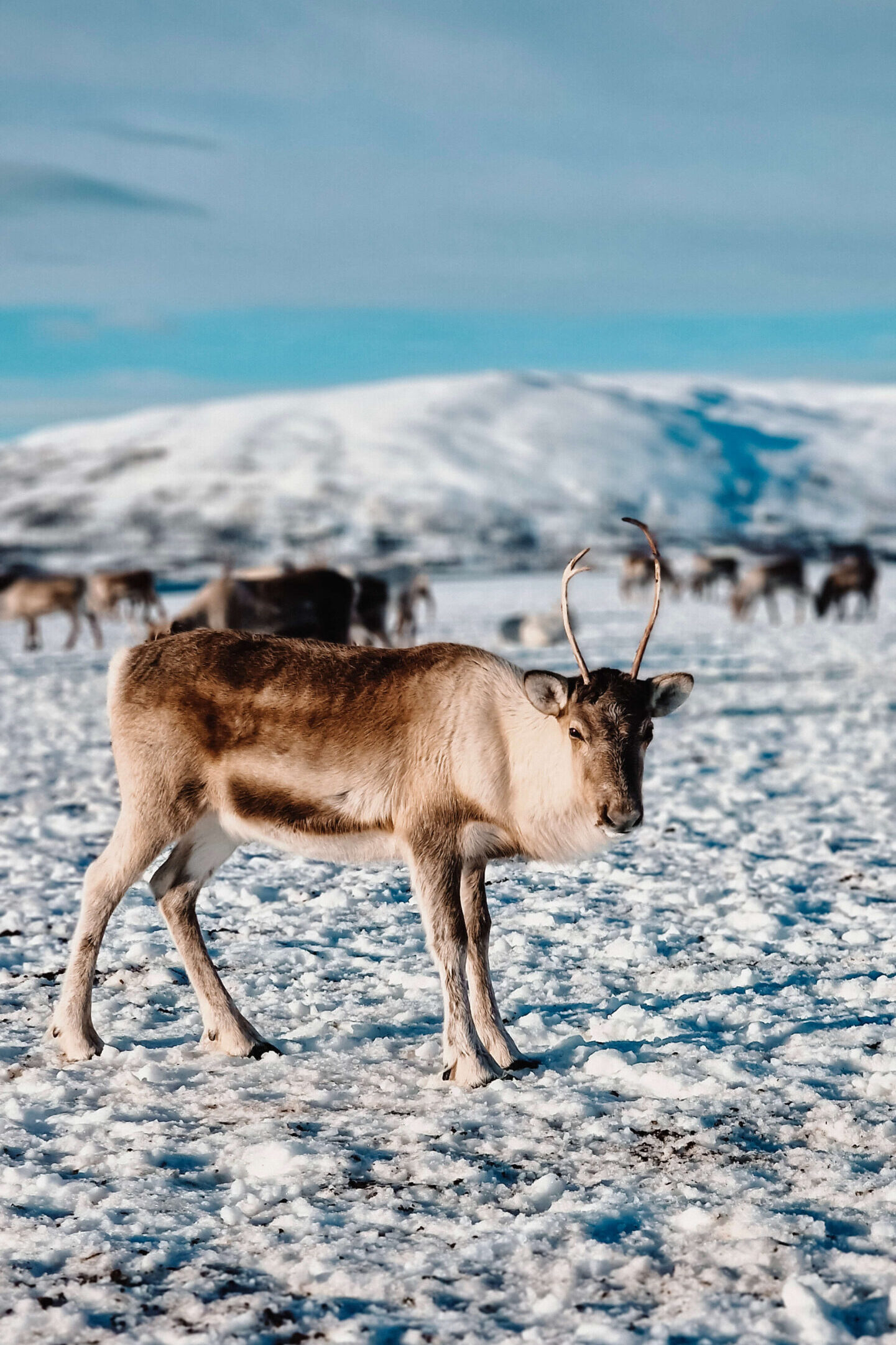 Een bezoek aan rendierenboerderij Tromsø Arctic Reindeer in Noors Lapland